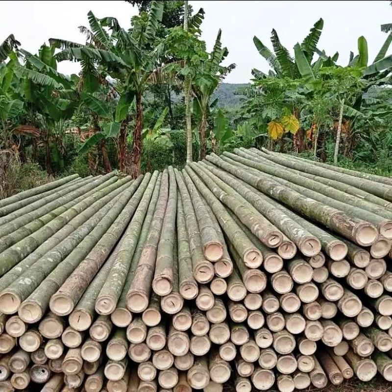 Bambu Gombong diameter 4 - 6 cm panjang 2 m
