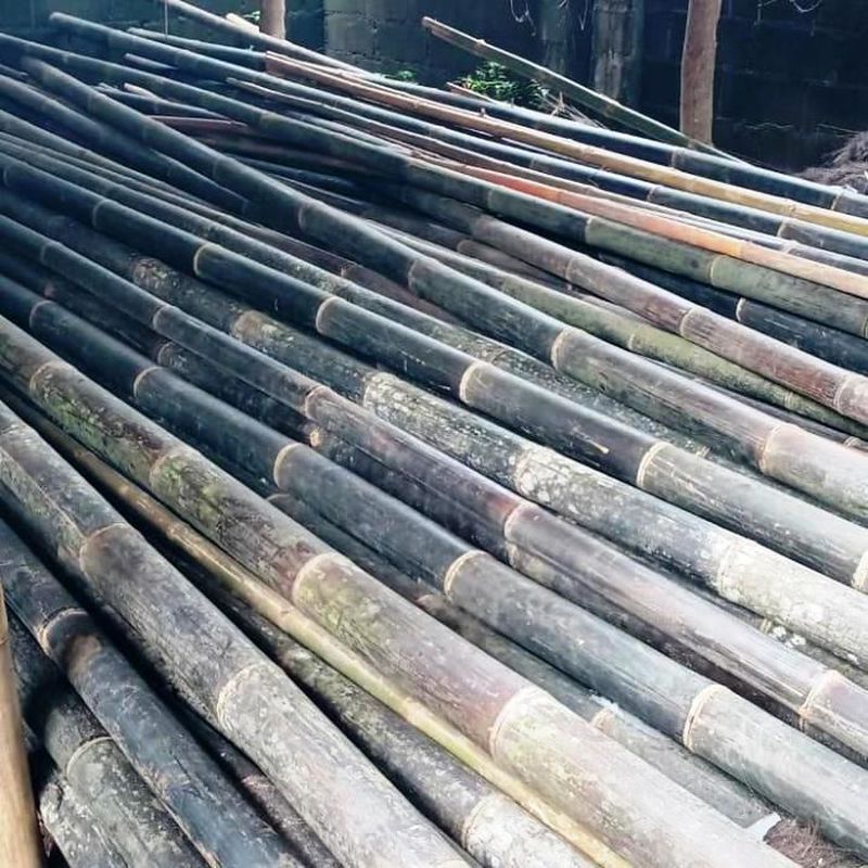 Bambu Hitam diameter 6 - 8 cm panjang 2 m