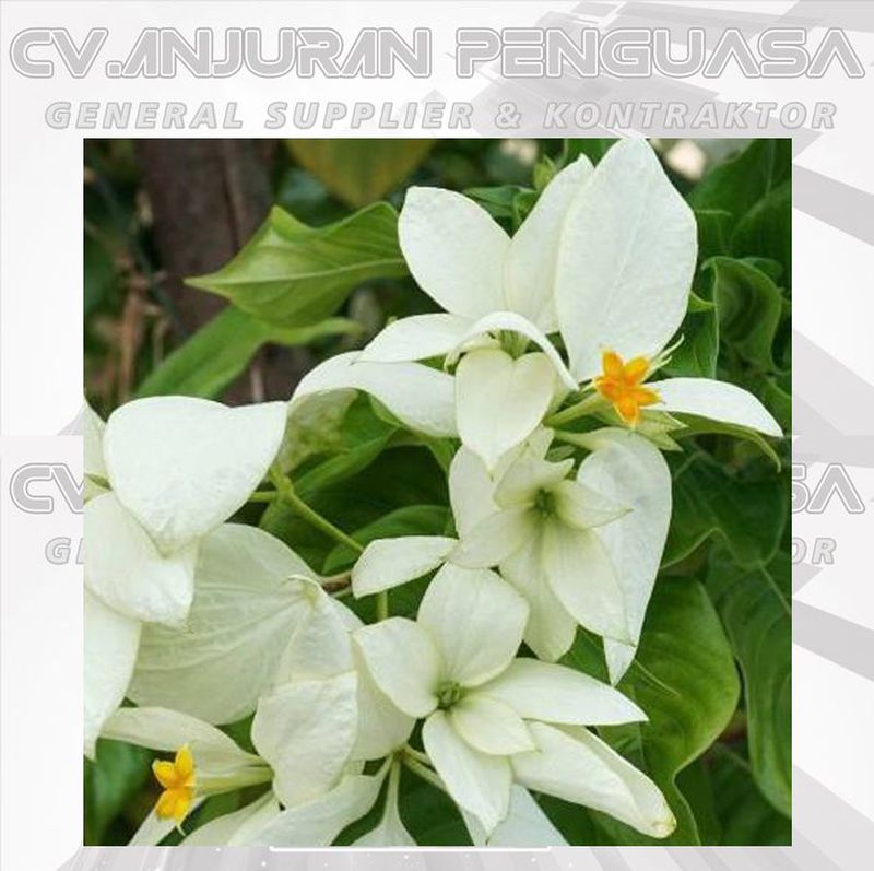 Tanaman Nusa Indah - Putih