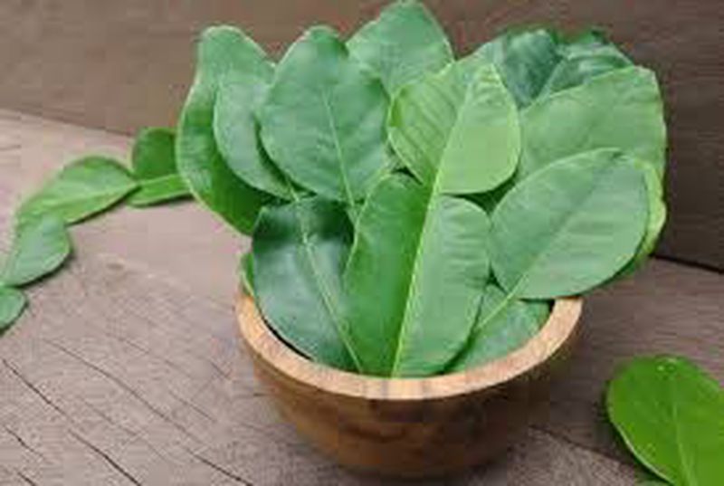 Daun Jeruk