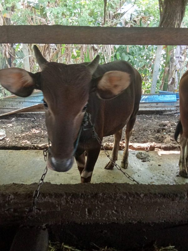 Bibit Sapi Jantan