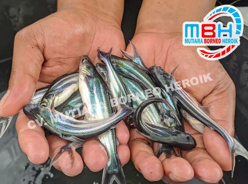 Bibit Ikan Patin