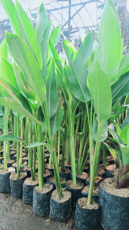 Tanaman Pisang Bogor