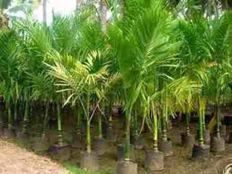 Pinang Sirih