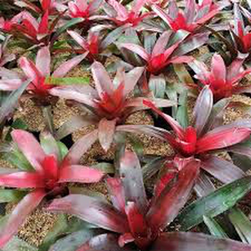 Bromelia Sedang Merah