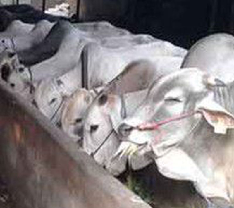 SAPI POTONG JENIS PO (DARA)