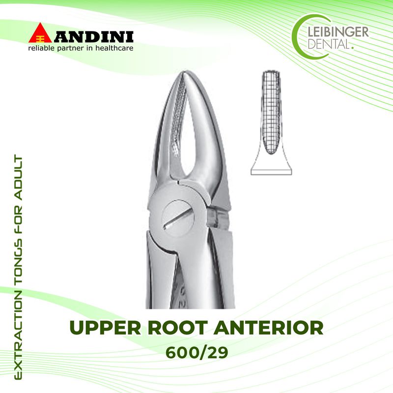 TANG CABUT : UPPER ROOT ANTERIOR ADULT