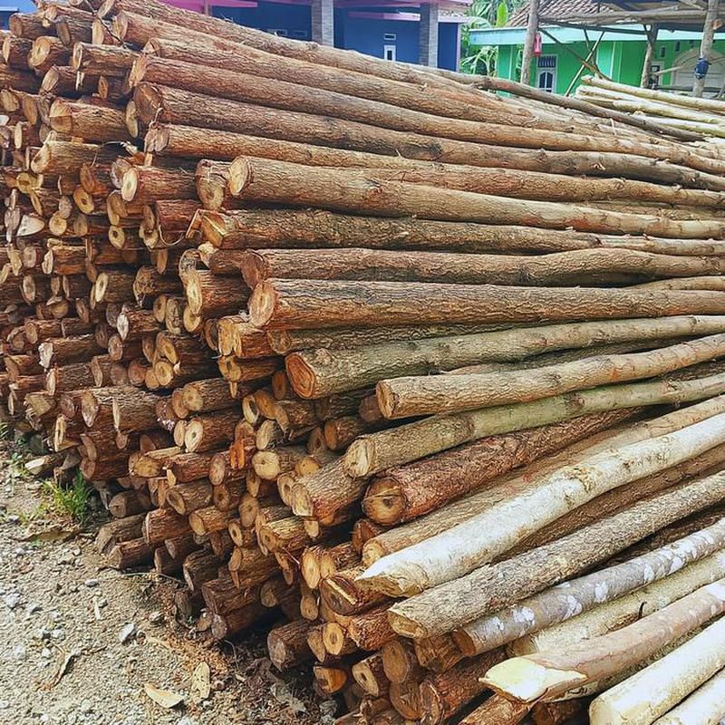 KAYU CERUCUK