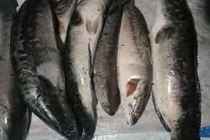Ikan Toman