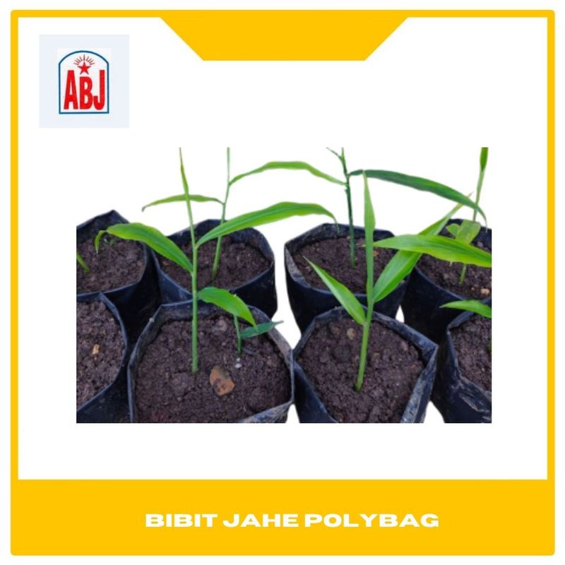 BIBIT JAHE POLYBAG