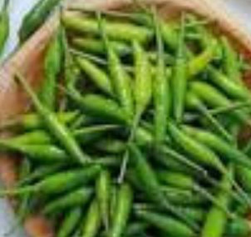 CABE HIJAU LALAP