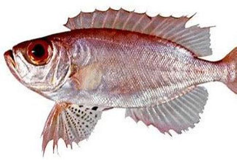 ikan swanggi