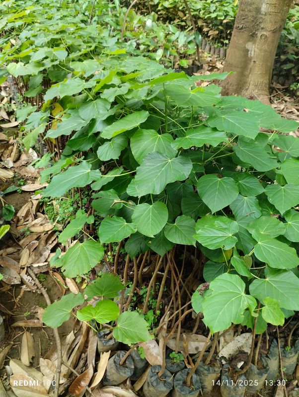 Bibit Tanaman Kemiri