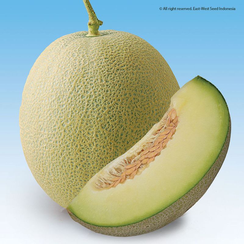 MELON