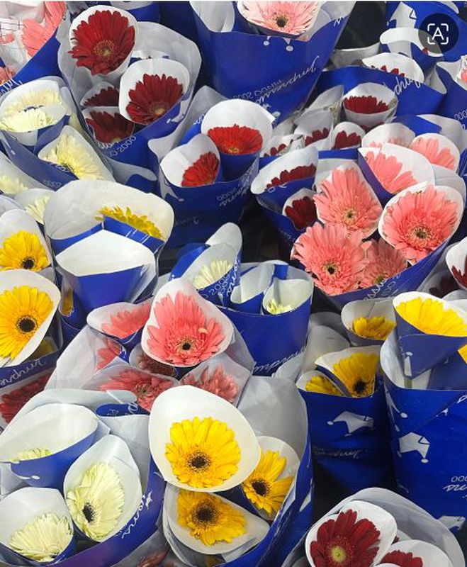 Bunga Potong Gerberra