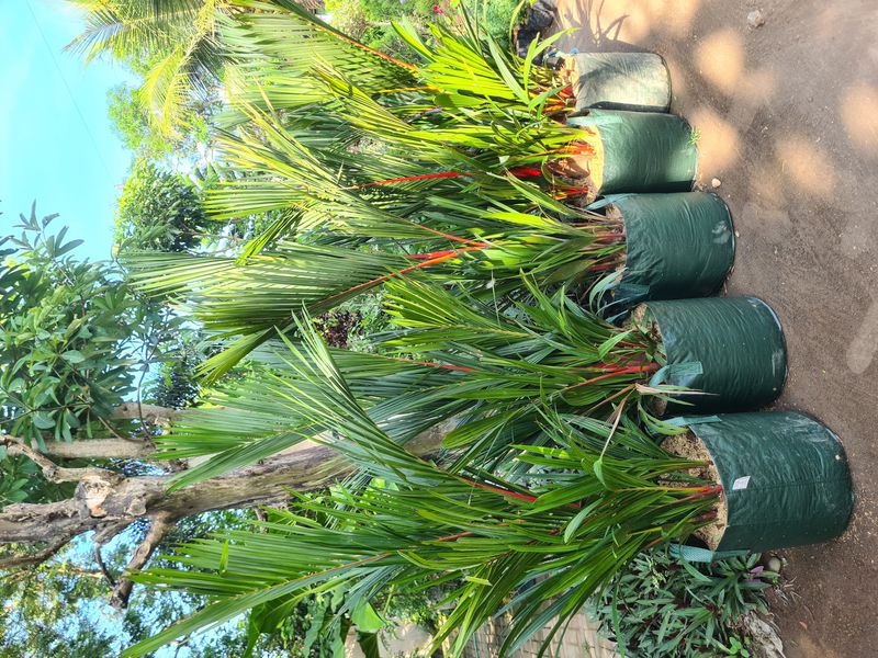 Palm merah besar